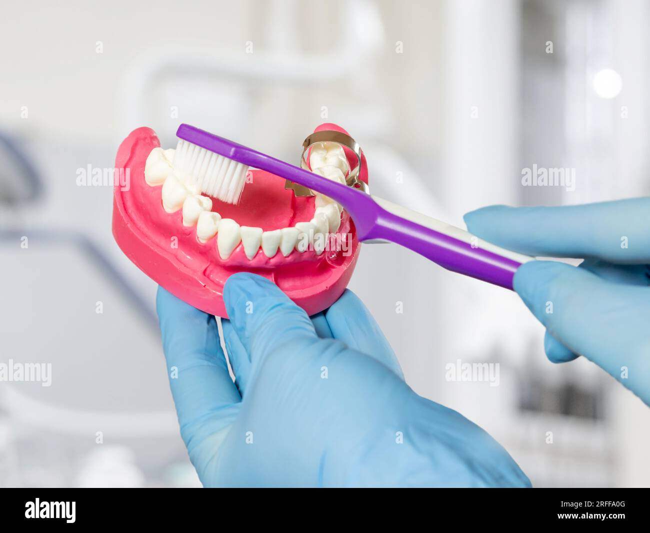 Dentist with a toothbrush and a layout of the human jaw Stock Photo - Alamy