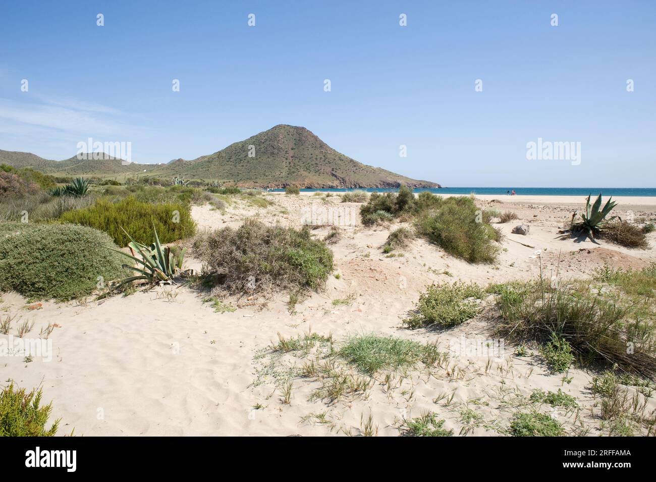 Psammophilous vegetation hi-res stock photography and images - Alamy