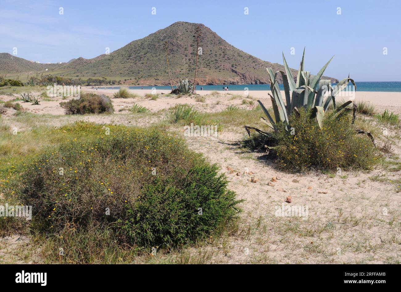 Psammophile hi-res stock photography and images - Alamy