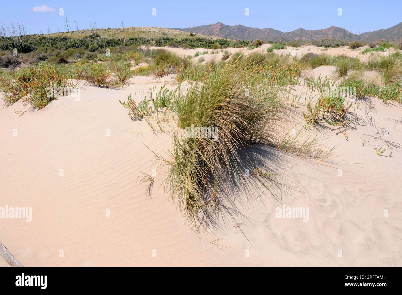 Euphorbia paralias playa hi-res stock photography and images - Alamy