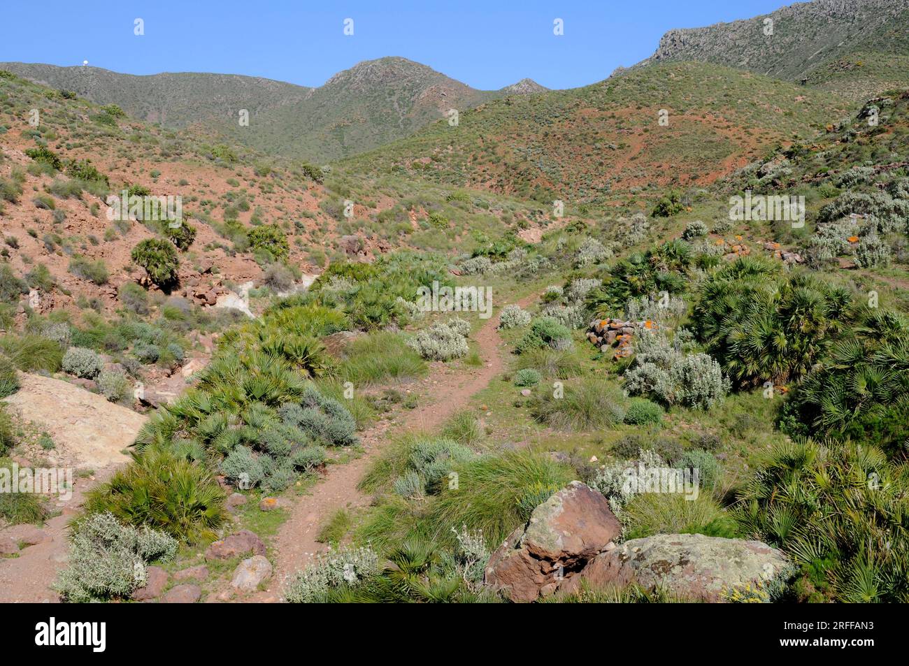 Chamaerops humilis volcano hi-res stock photography and images - Alamy