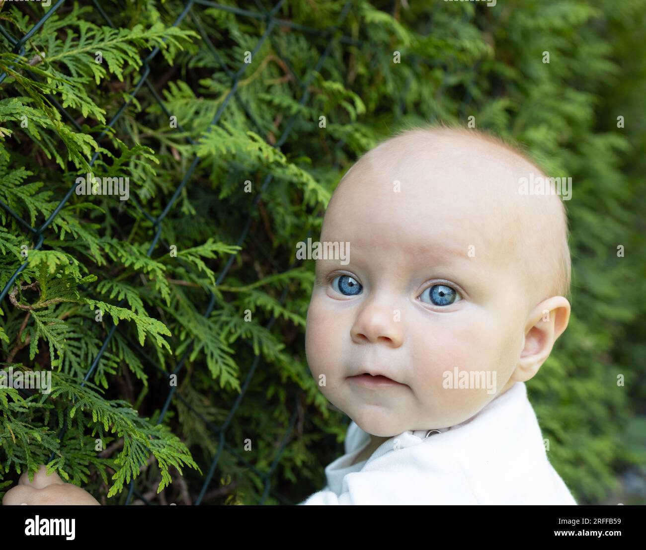 face of a baby girl 6-8 months old with bright blue eyes against the ...