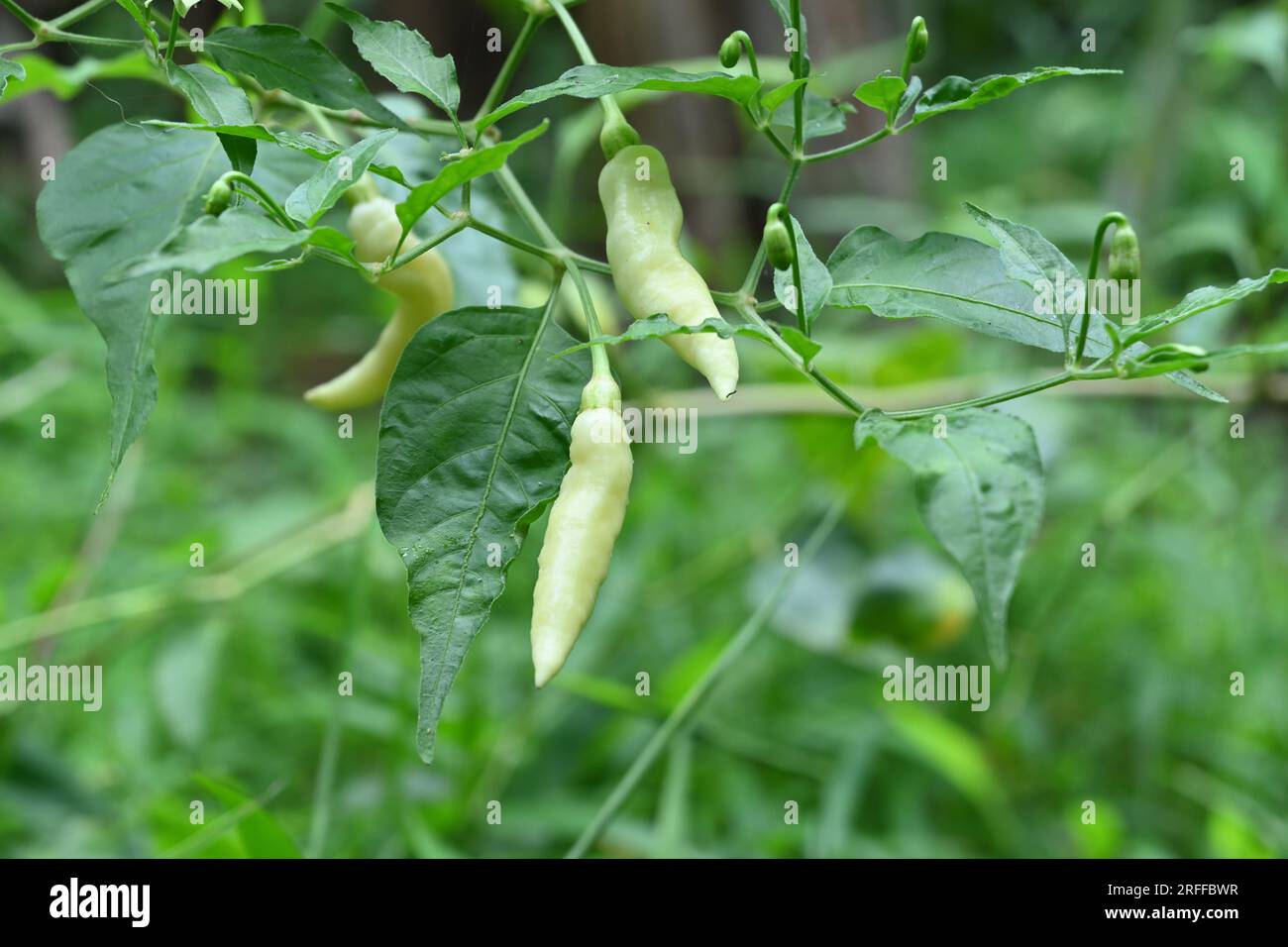 A White Thai Chili pepper twig with the growing white chili pods in the ...