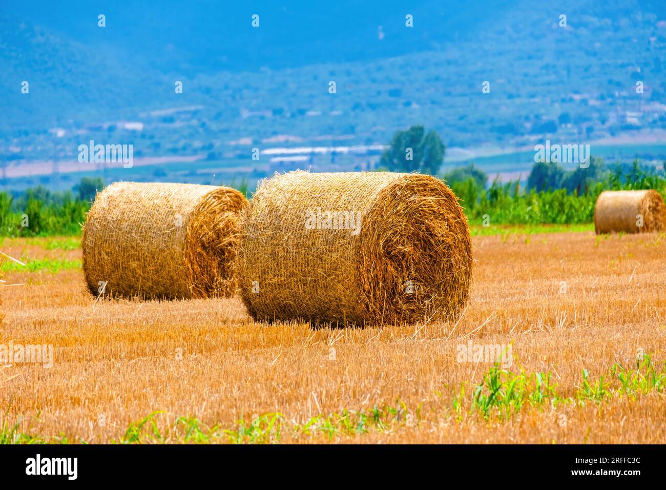 harvesting season with field of straw stacks, rural Stock Photo - Alamy