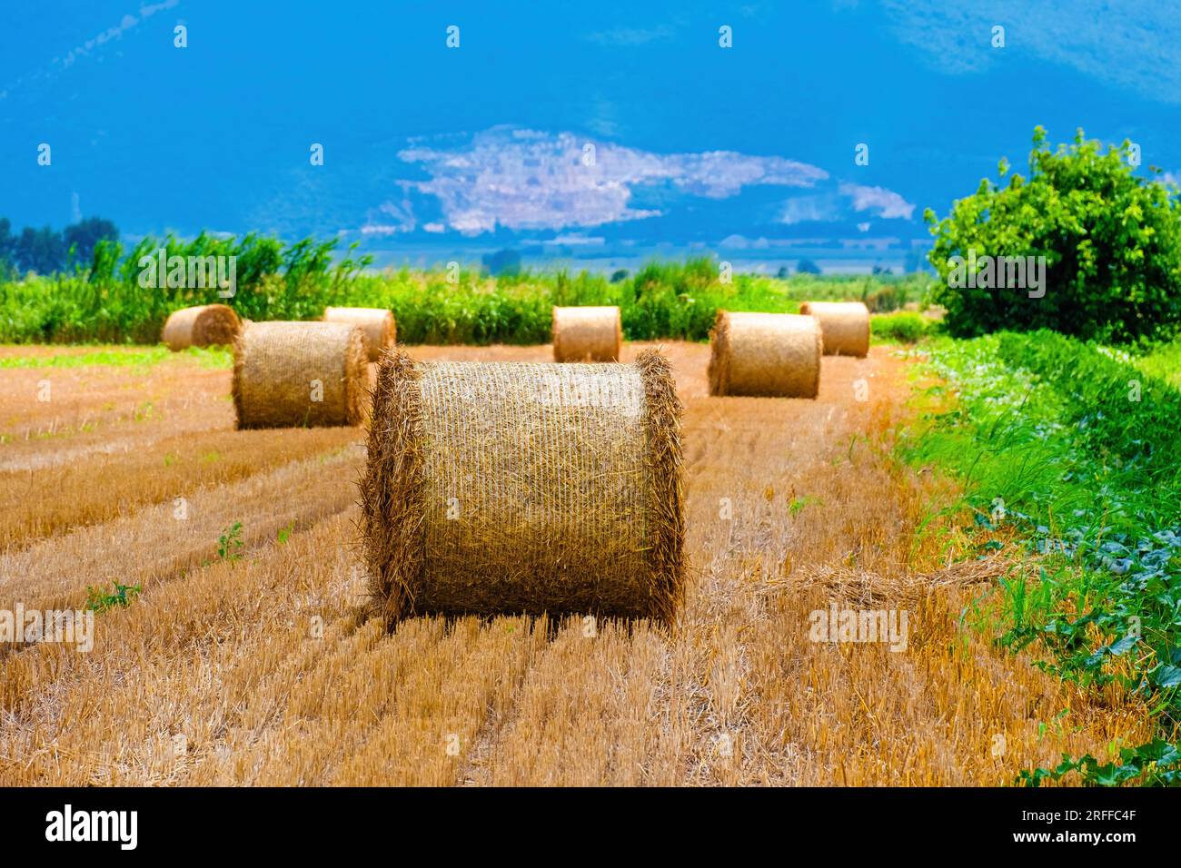 harvesting season with field of straw stacks, rural Stock Photo - Alamy