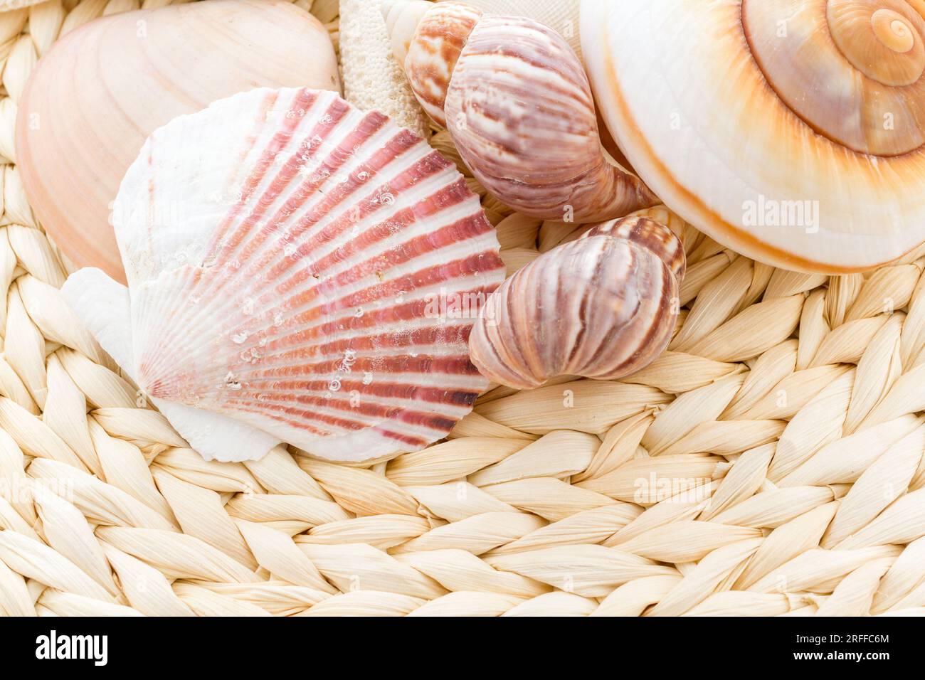 Sunray venus shell hi-res stock photography and images - Alamy