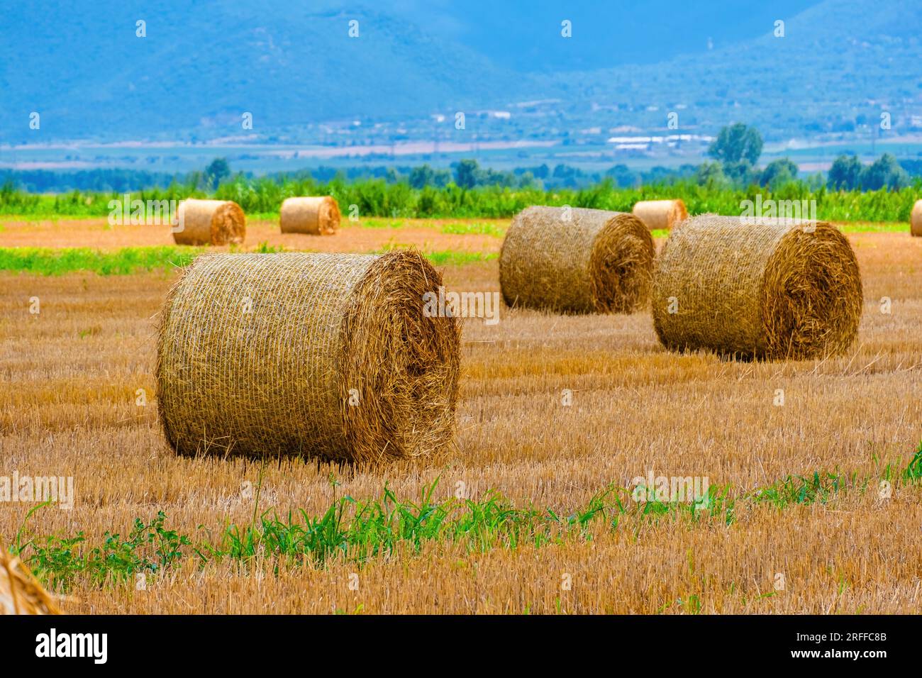 harvesting season with field of straw stacks, rural Stock Photo - Alamy