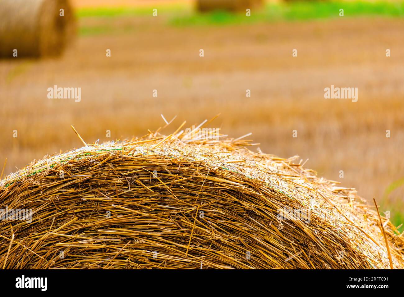 harvesting season with field of straw stacks, rural Stock Photo - Alamy