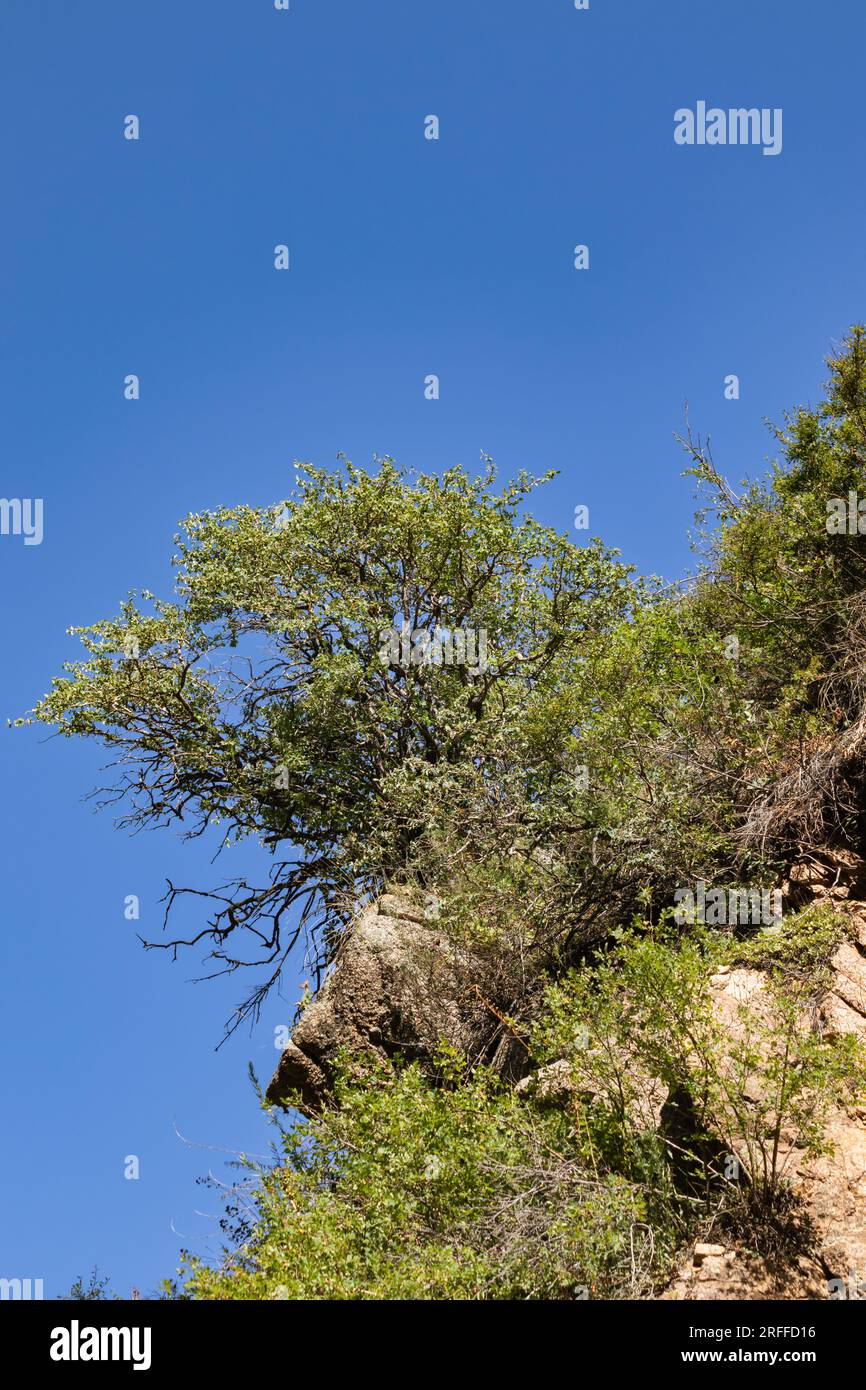 Tree cliff hi-res stock photography and images - Alamy