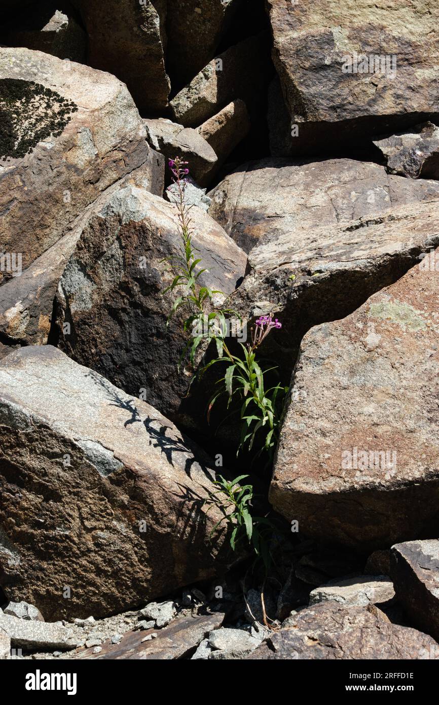 Wild rock flower blossom hi-res stock photography and images - Alamy