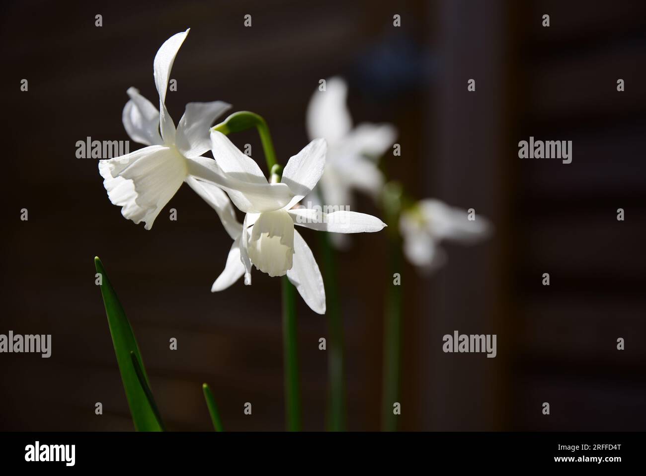 Petrel narcissus hi-res stock photography and images - Alamy