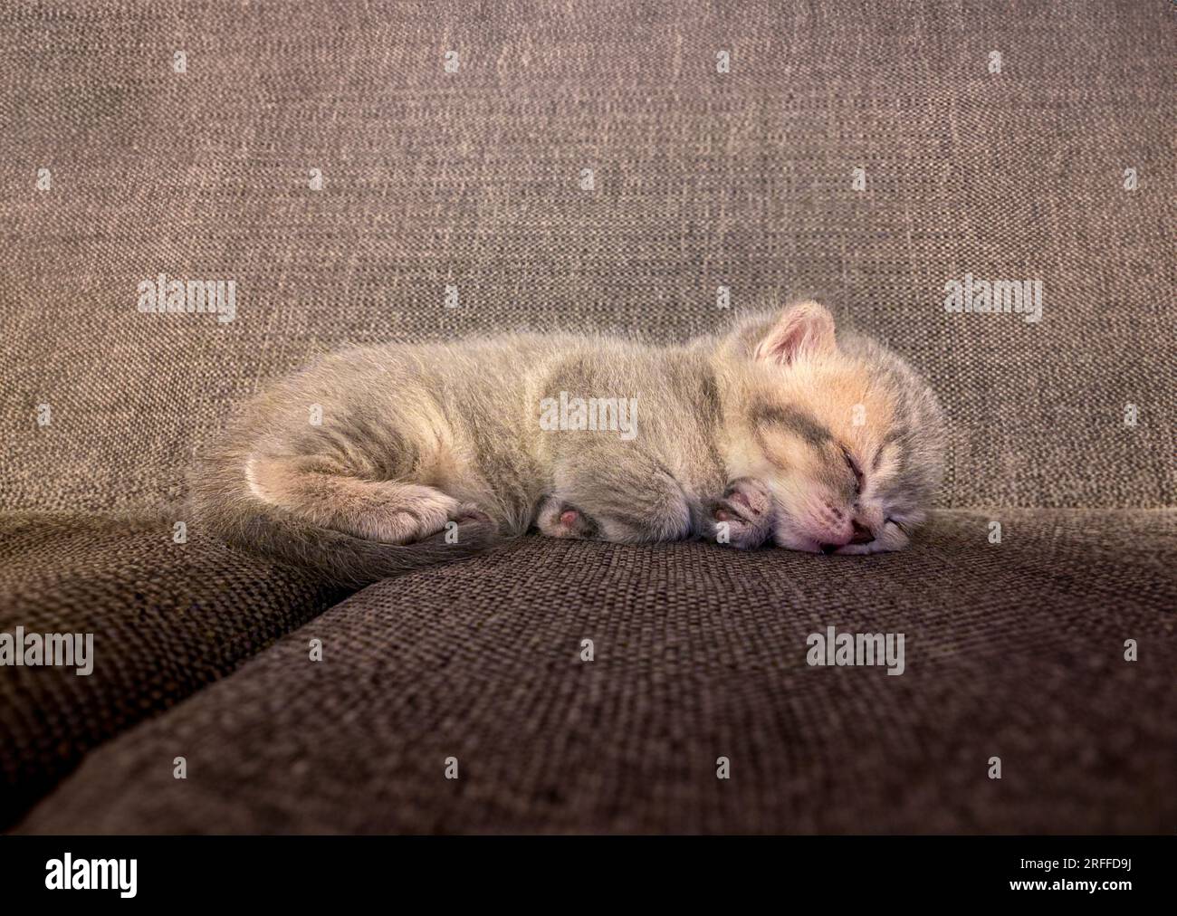 Beautiful stray cat sleeping hi-res stock photography and images - Alamy