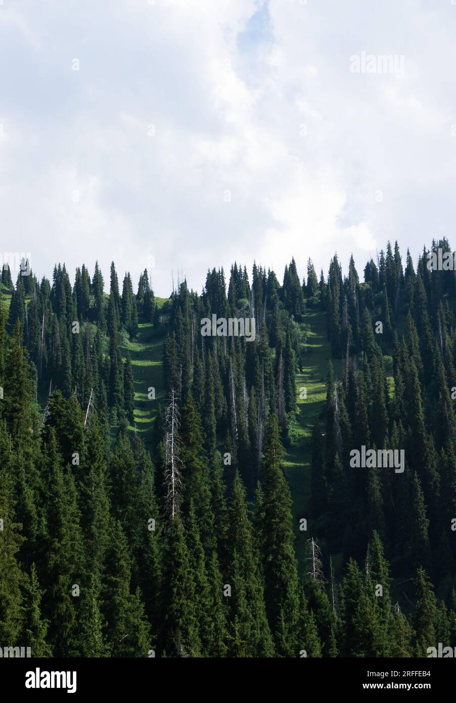Fir trees on hills in Ile-Alatau National Park, Kim Asar Gorge ...