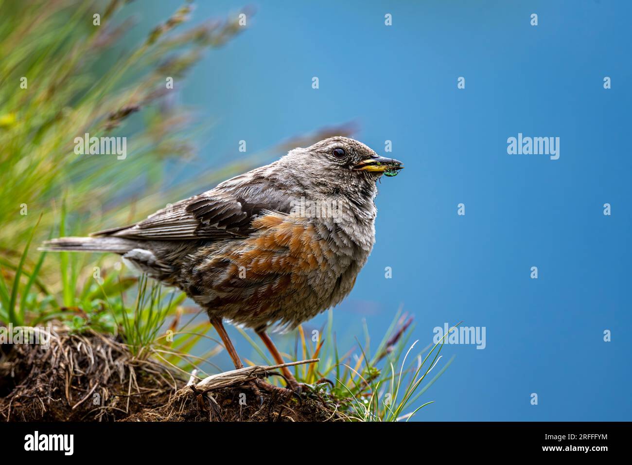 Alpine Accentor, Prunella collaris. A typical bird of the rocky ...
