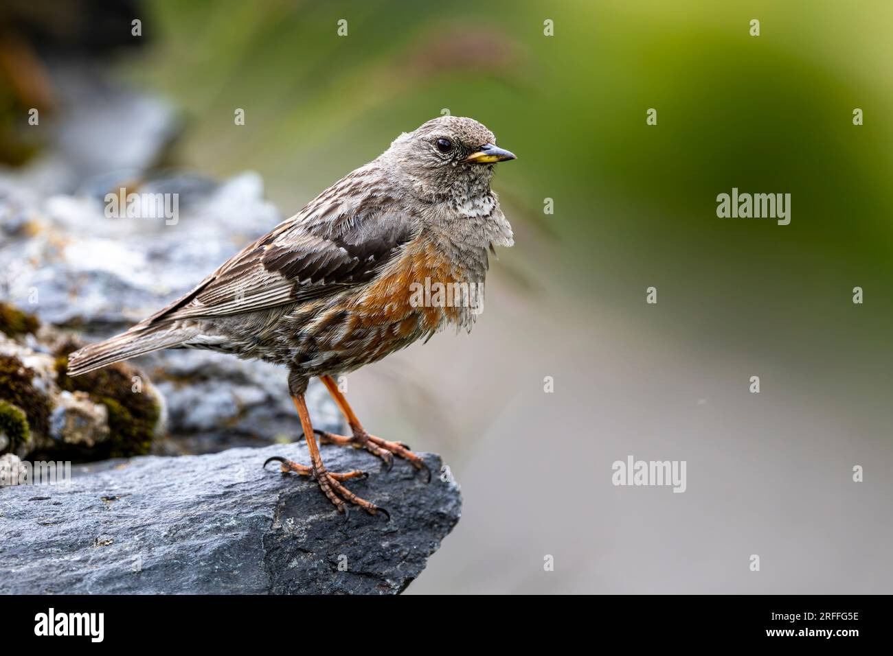 Alpine Accentor, Prunella collaris. A typical bird of the rocky ...