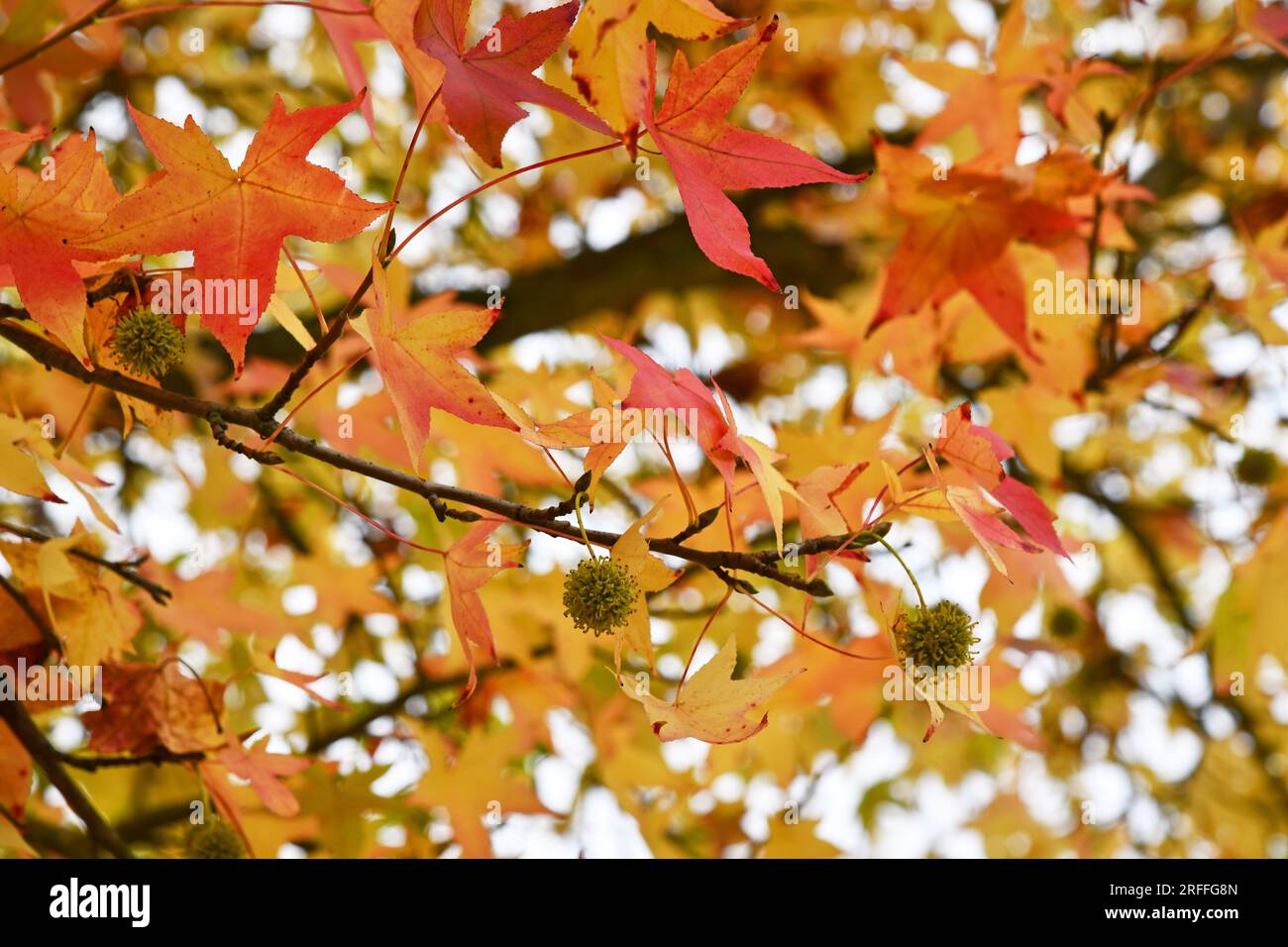 Solid red coloration hi-res stock photography and images - Alamy