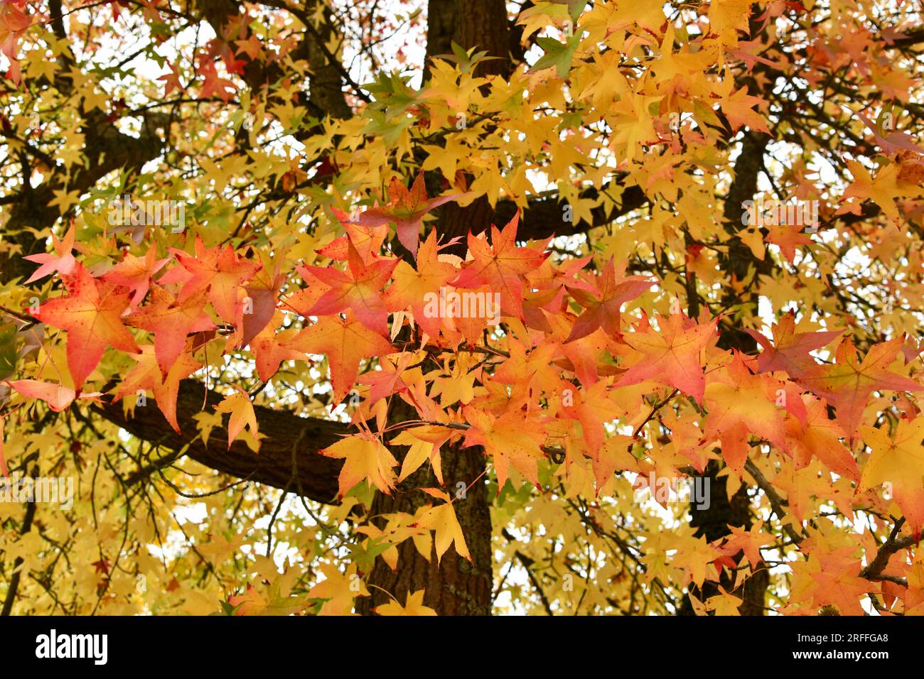 American sweetgum tree with bright fall colors Stock Photo - Alamy