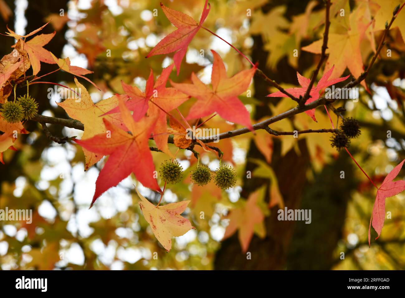American sweetgum tree hi-res stock photography and images - Alamy
