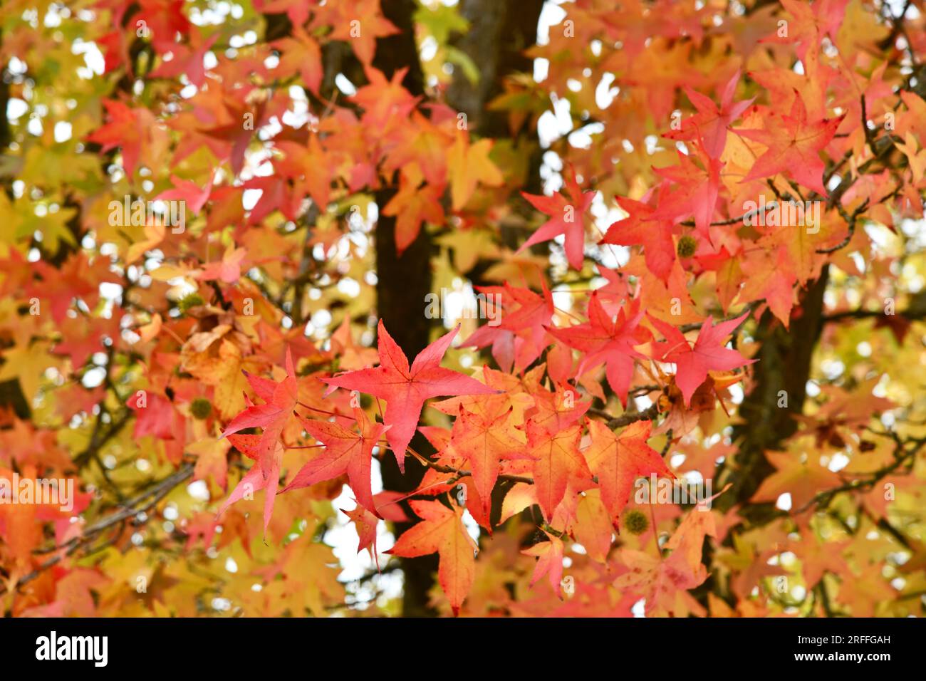 American sweetgum tree with bright fall colors Stock Photo - Alamy
