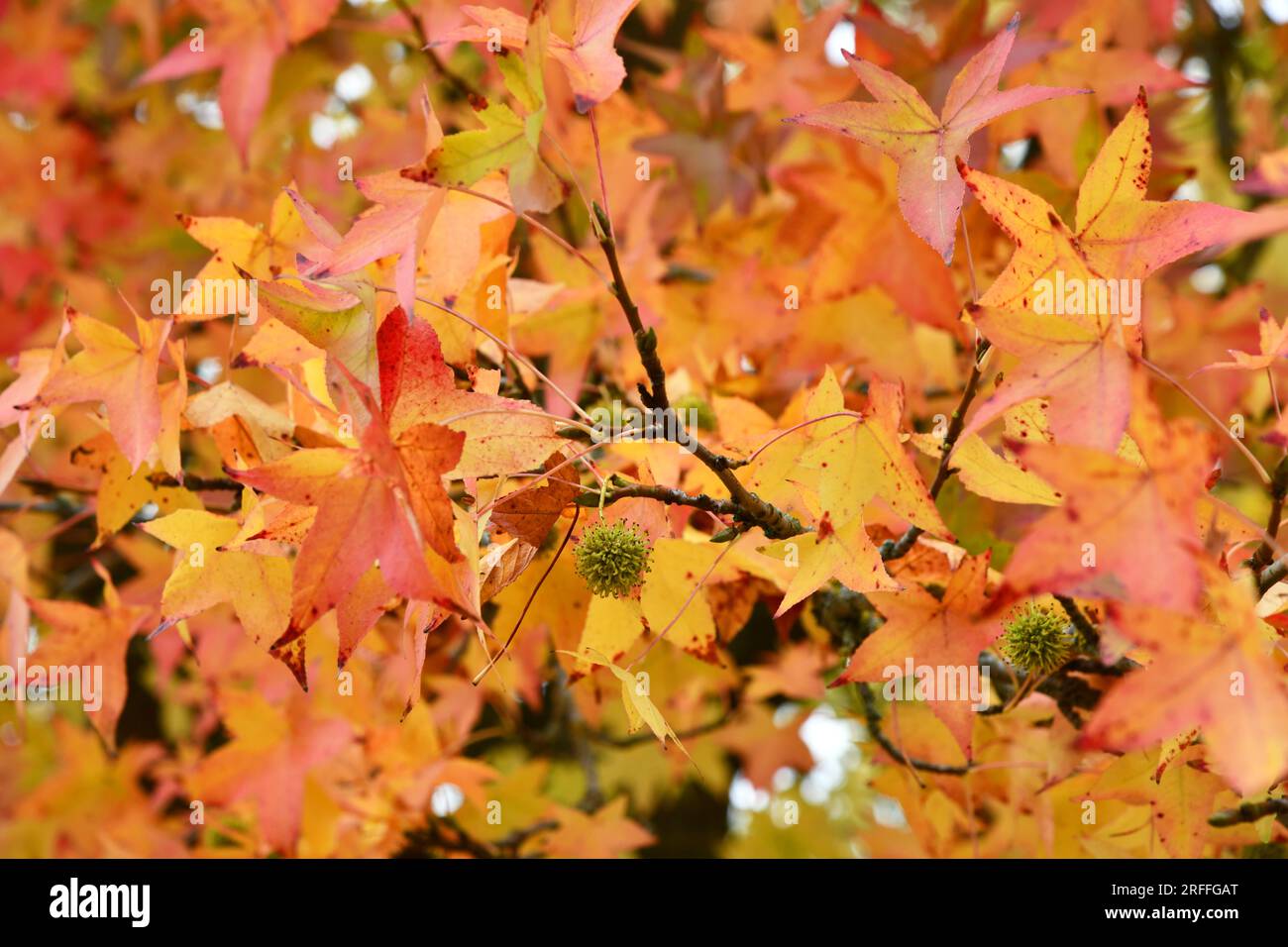 American sweetgum tree with bright fall colors Stock Photo - Alamy