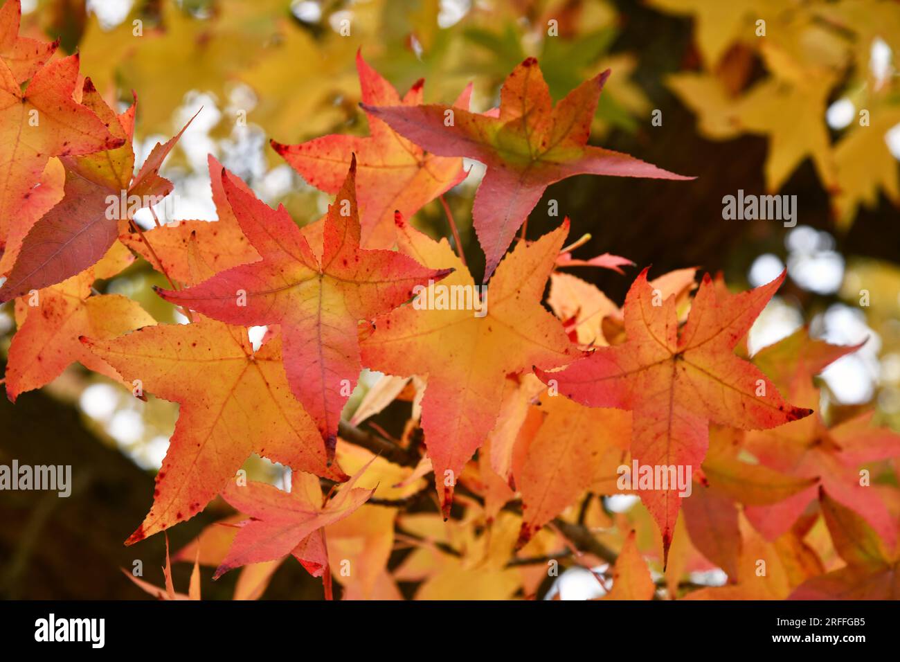 American sweetgum tree with bright fall colors Stock Photo - Alamy
