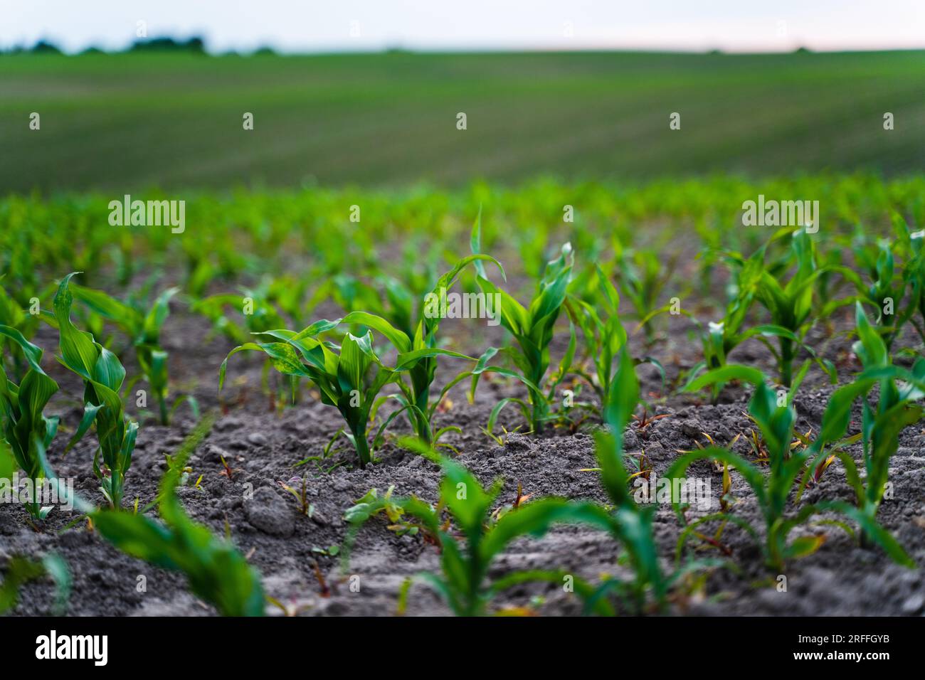A small plant of maize in soil, corn leaves, green sprout. Corn ...