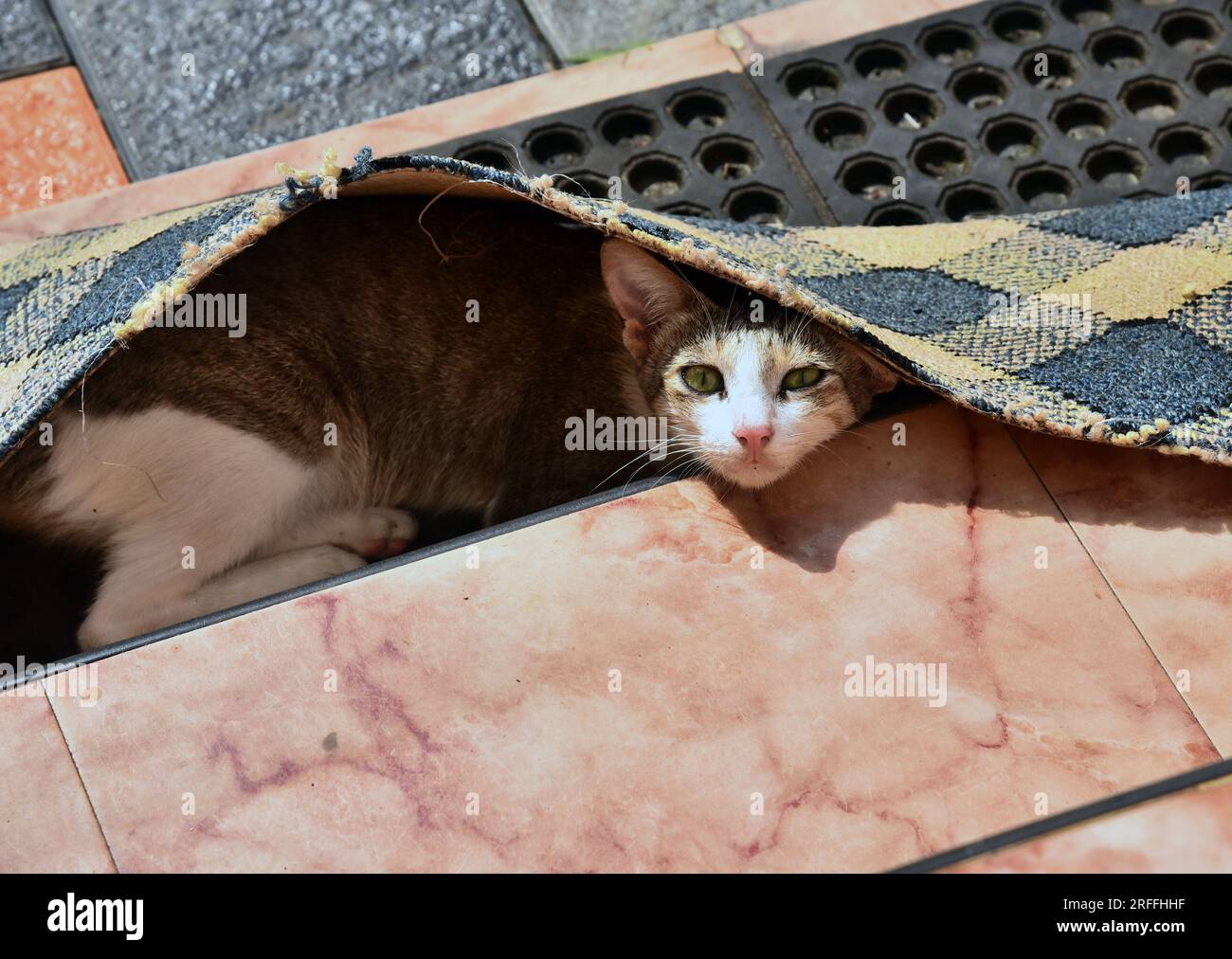 Under the carpet hi-res stock photography and images - Alamy