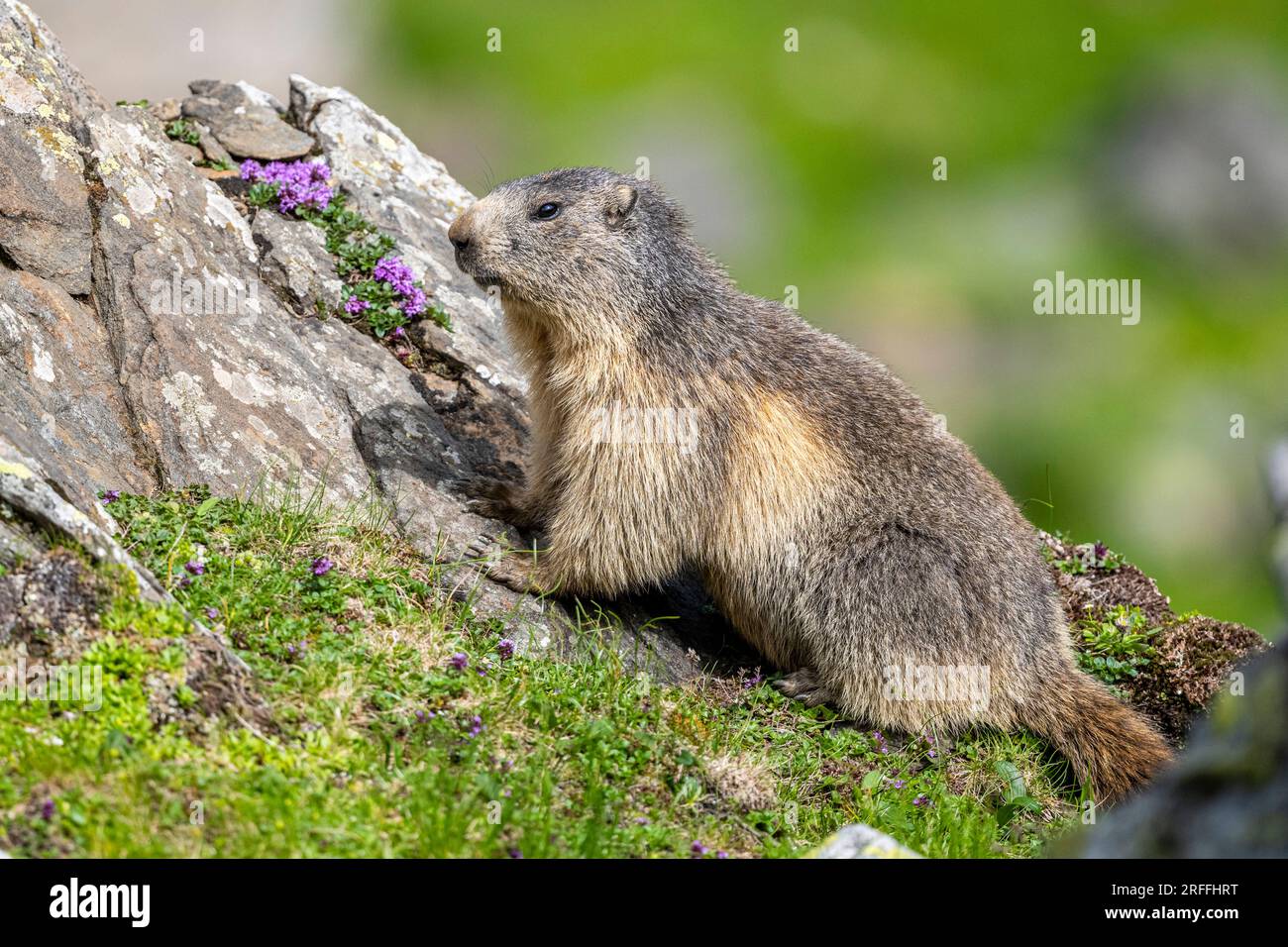 Alpine marmot, Marmota marmota, on a rock. The Fagaras Mountains ...