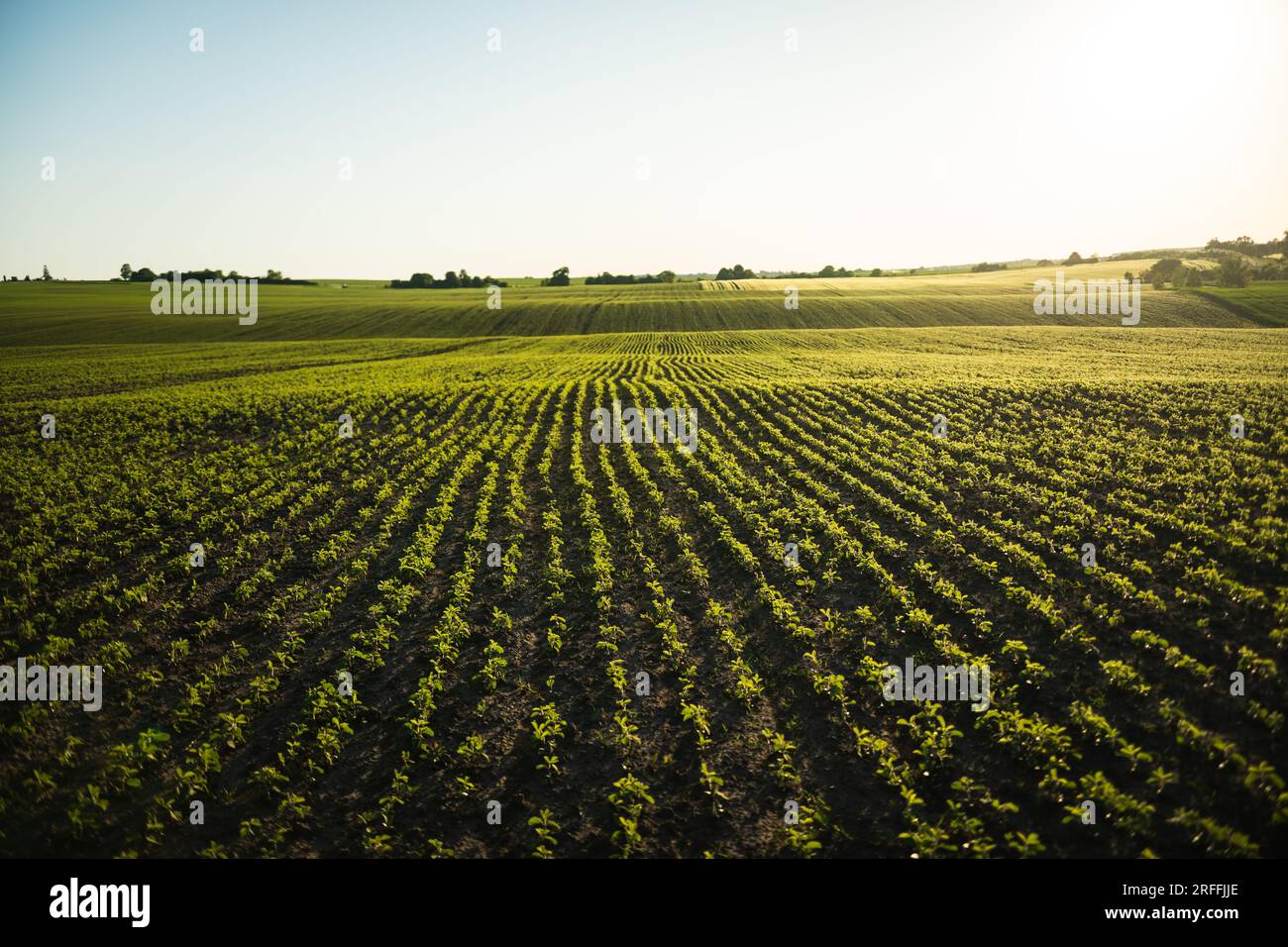 Landscape of a field of young soybean shoots stretch up. Rows of soy ...