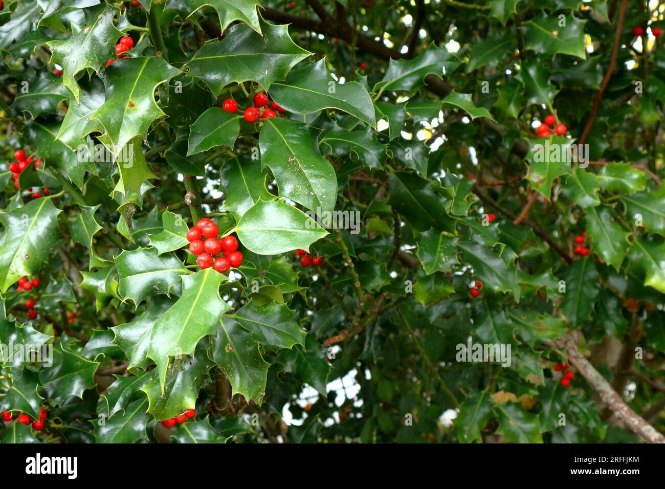Horizontal, rectangle, holly bush with prickly leaves and red berries ...