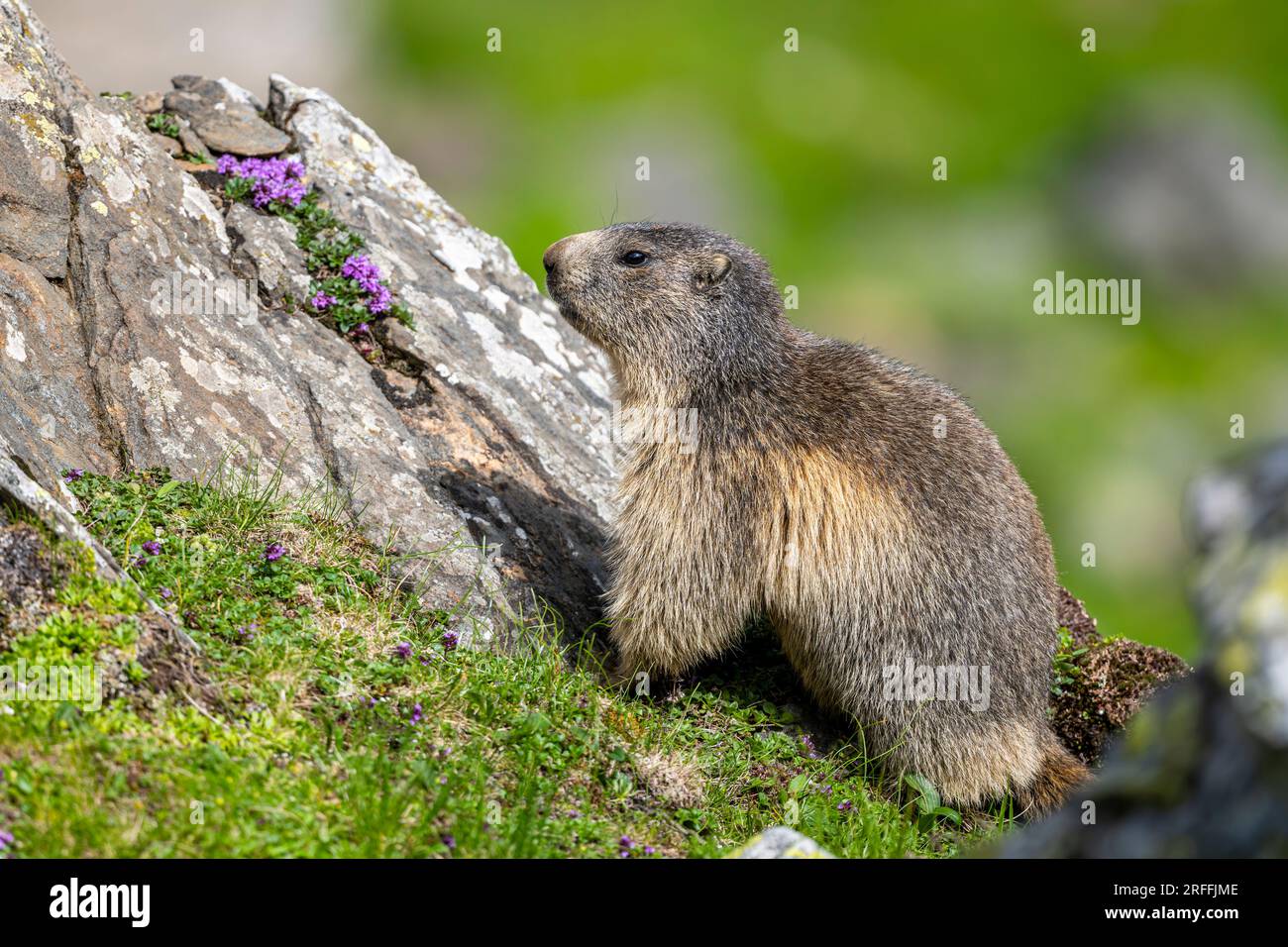 Alpine marmot, Marmota marmota, on a rock. The Fagaras Mountains, Romania Stock Photo - Alamy