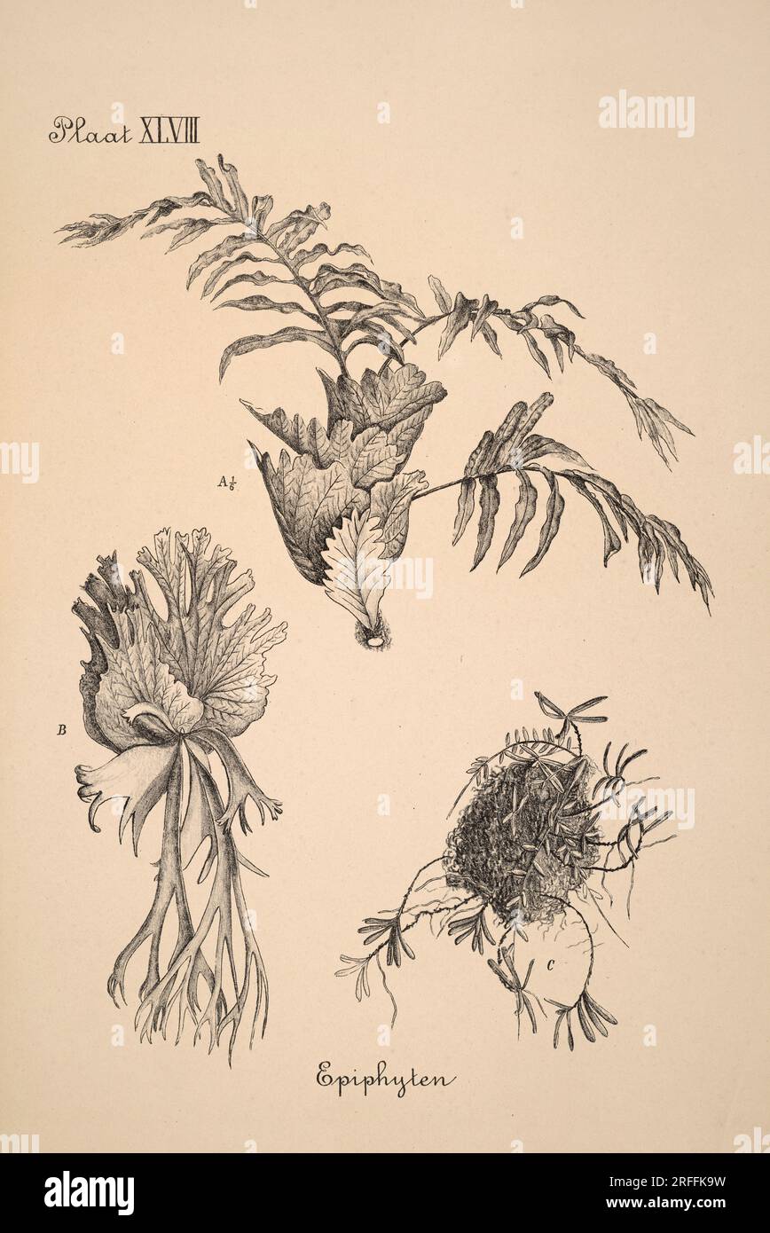 19th-century Dutch botanical illustration: Intricately detailed ink ...