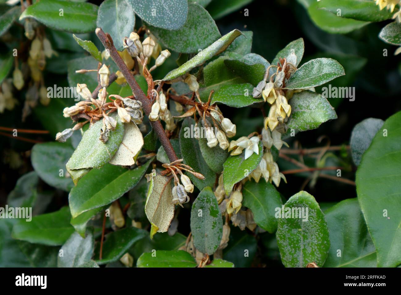 Elaeagnus hi-res stock photography and images - Alamy