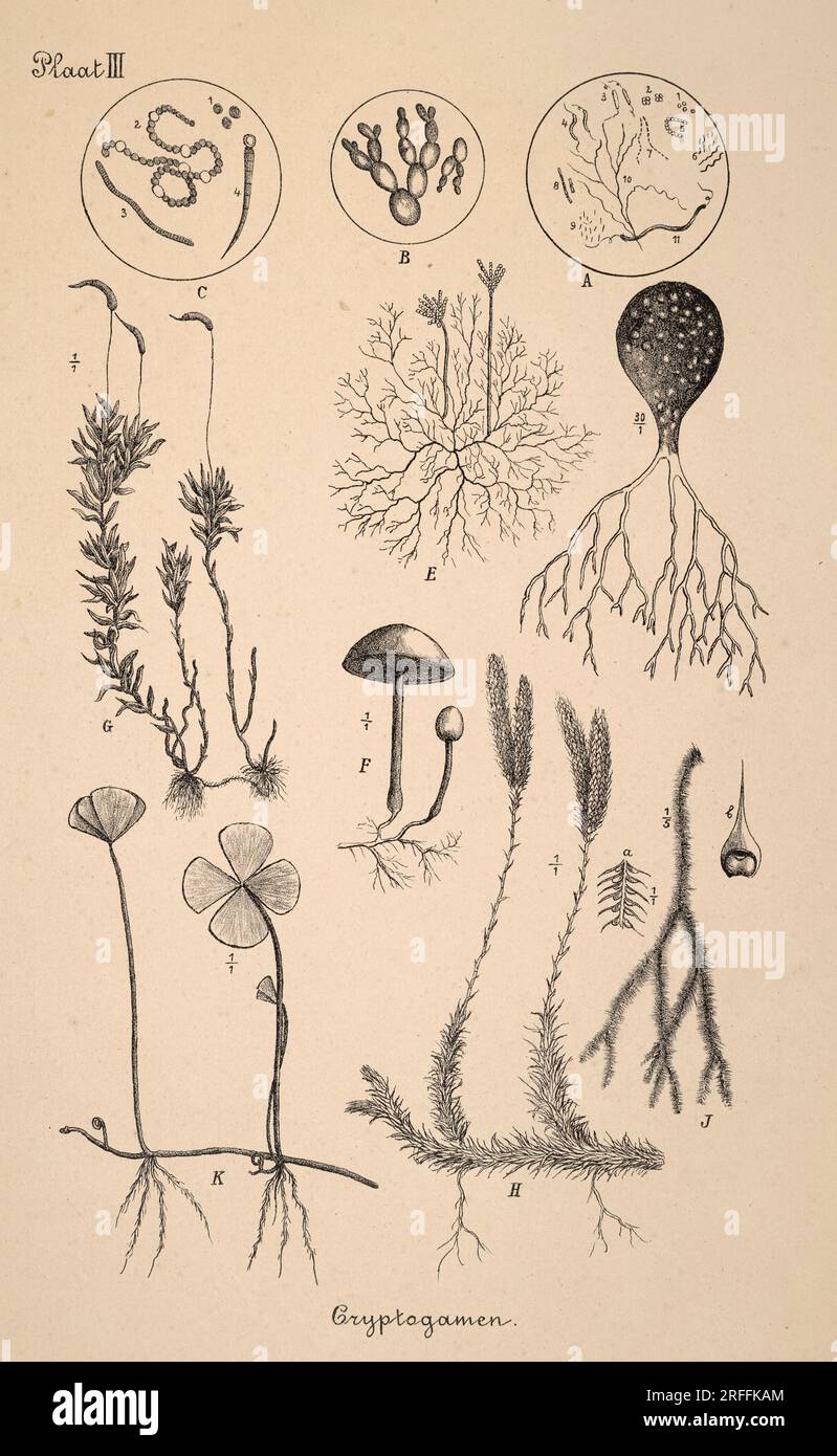 19th-century Dutch botanical illustration: Intricately detailed ink ...