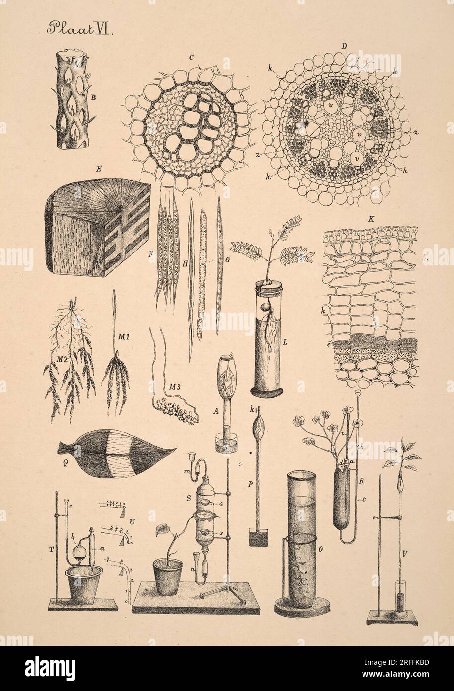 19th-century Dutch botanical illustration: Intricately detailed ink ...