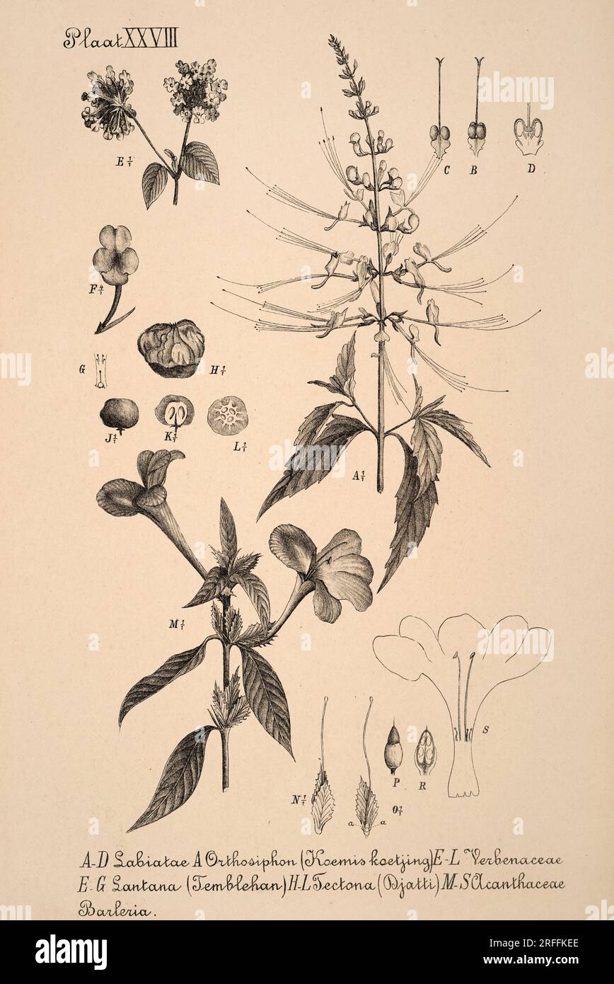 19th-century Dutch botanical illustration: Intricately detailed ink ...