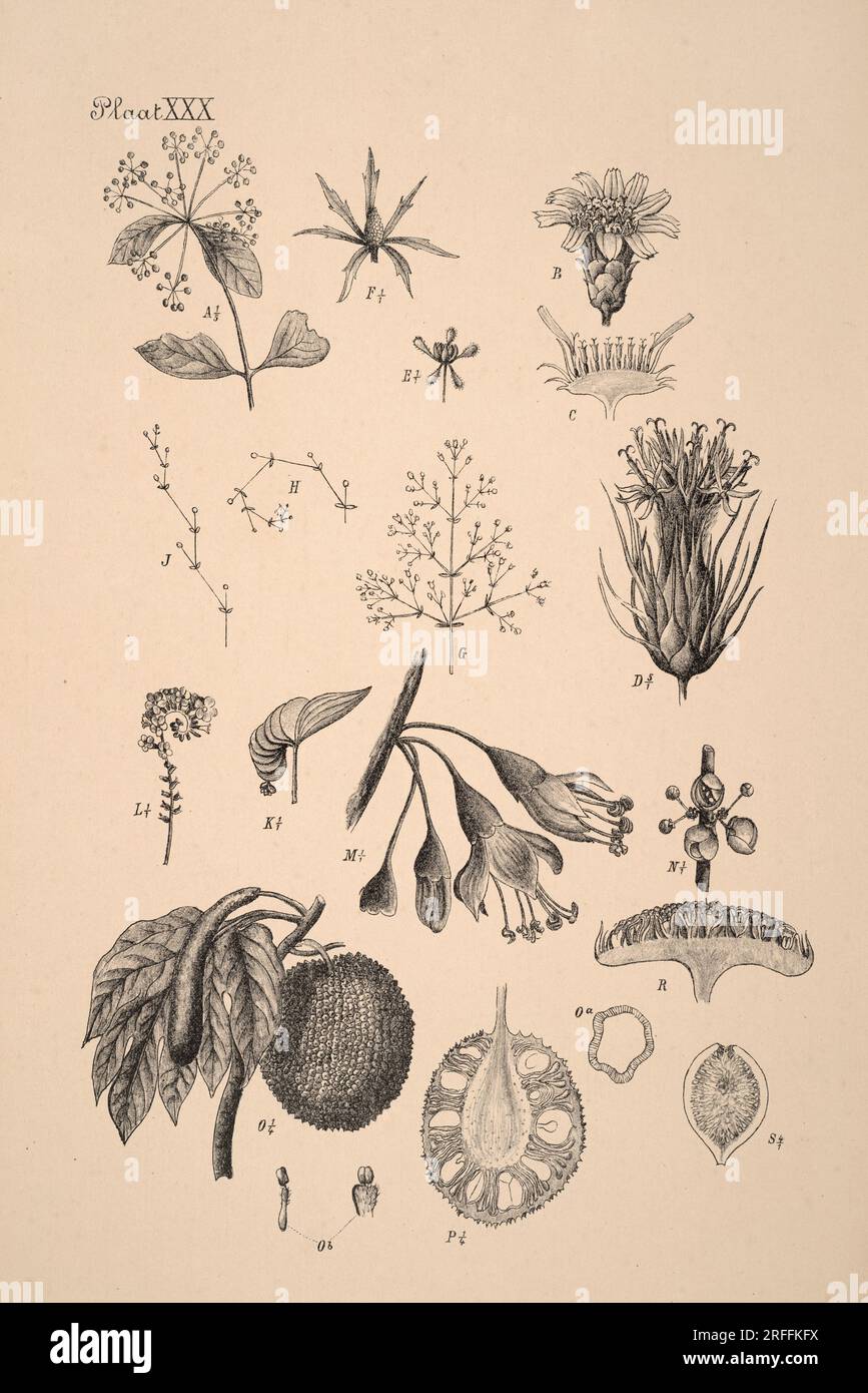 19th Century Botany Illustrations
