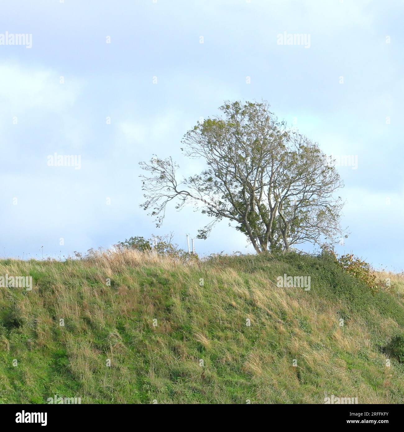 A solitary ash tree on a grassy hill with a cloudy white, grey and blue ...