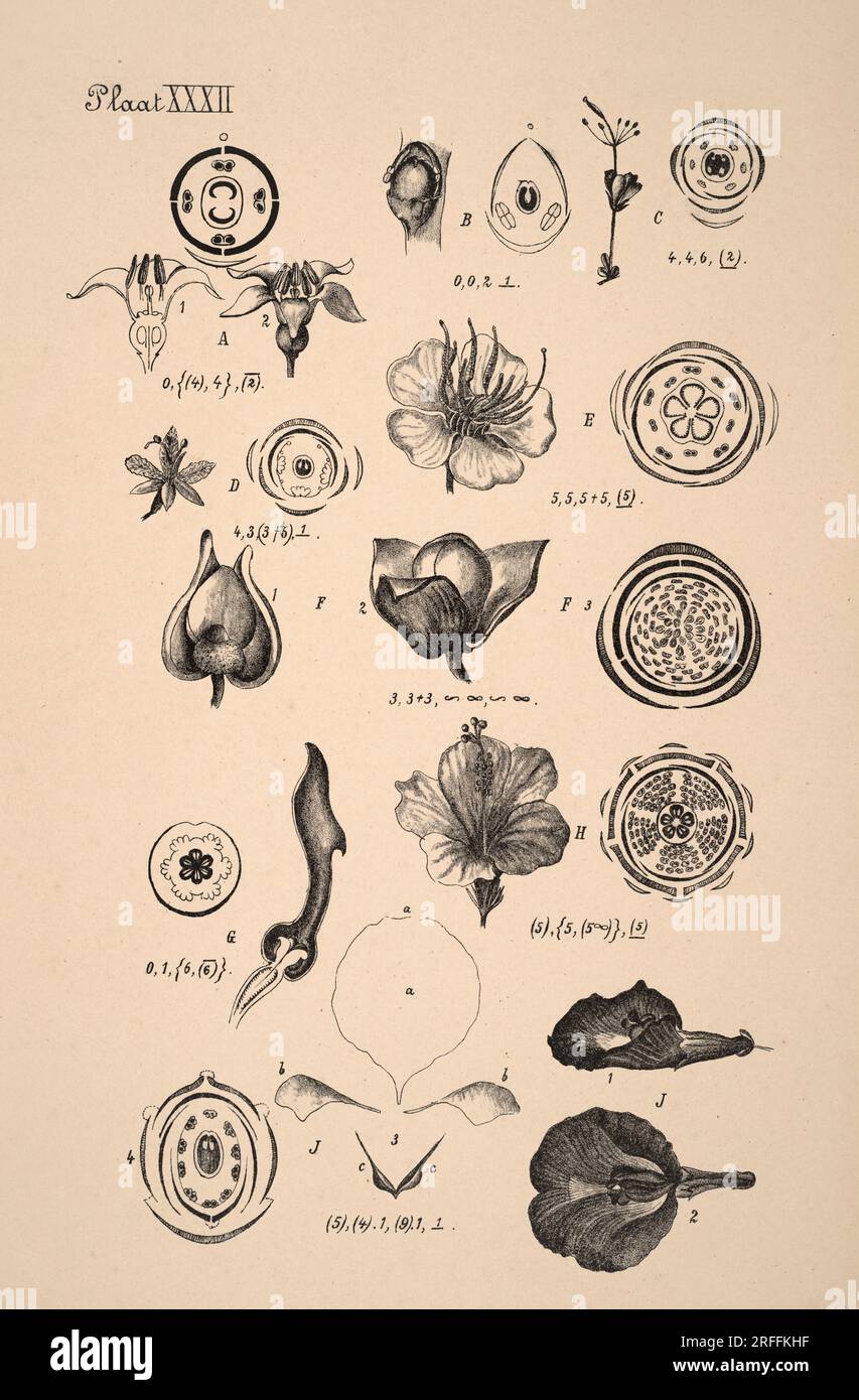 19th-century Dutch botanical illustration: Intricately detailed ink ...