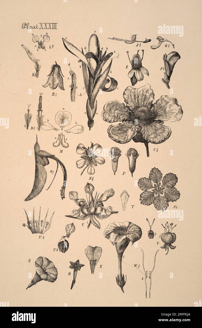 Artistry of biological illustration hi-res stock photography and images ...