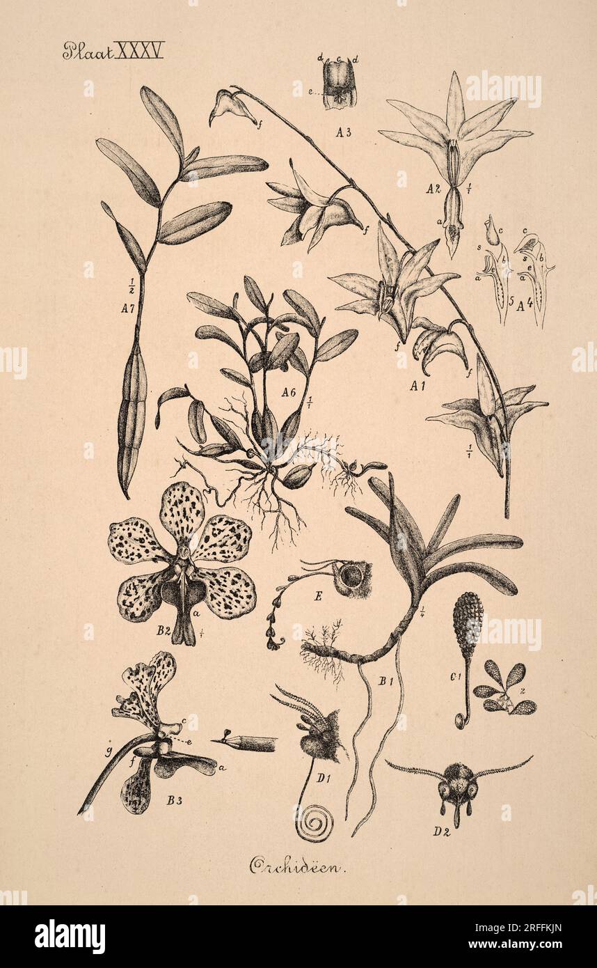 19th-century Dutch botanical illustration: Intricately detailed ink ...