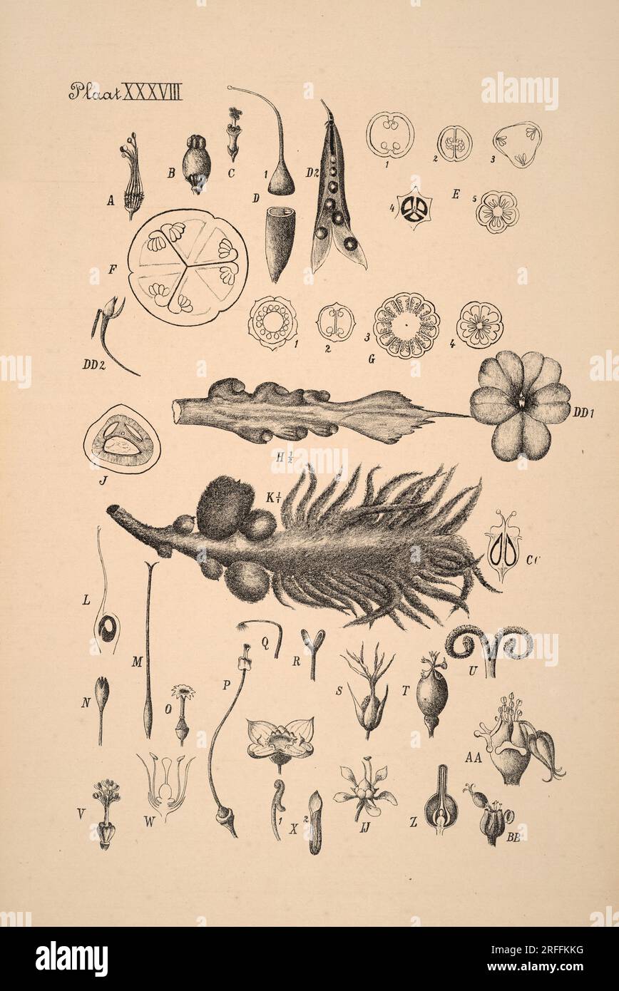 19th-century Dutch botanical illustration: Intricately detailed ink ...