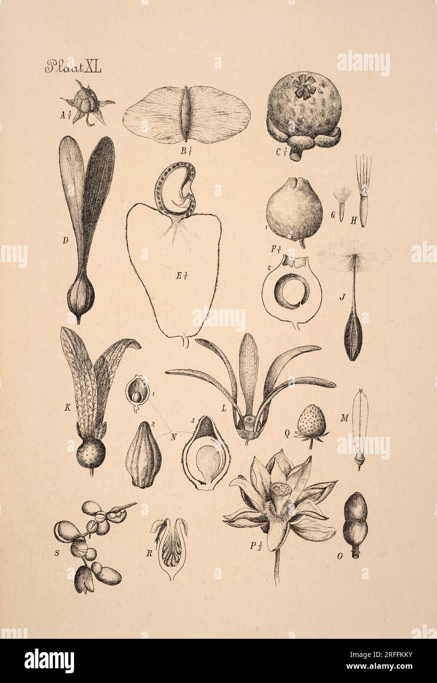 19th-century Dutch botanical illustration: Intricately detailed ink ...