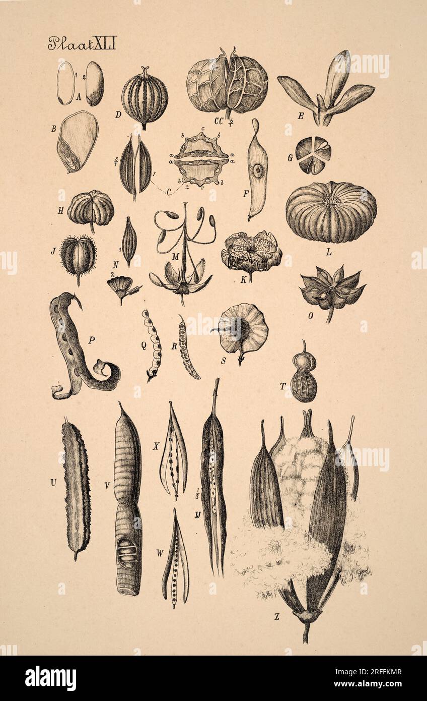 19th-century Dutch botanical illustration: Intricately detailed ink ...