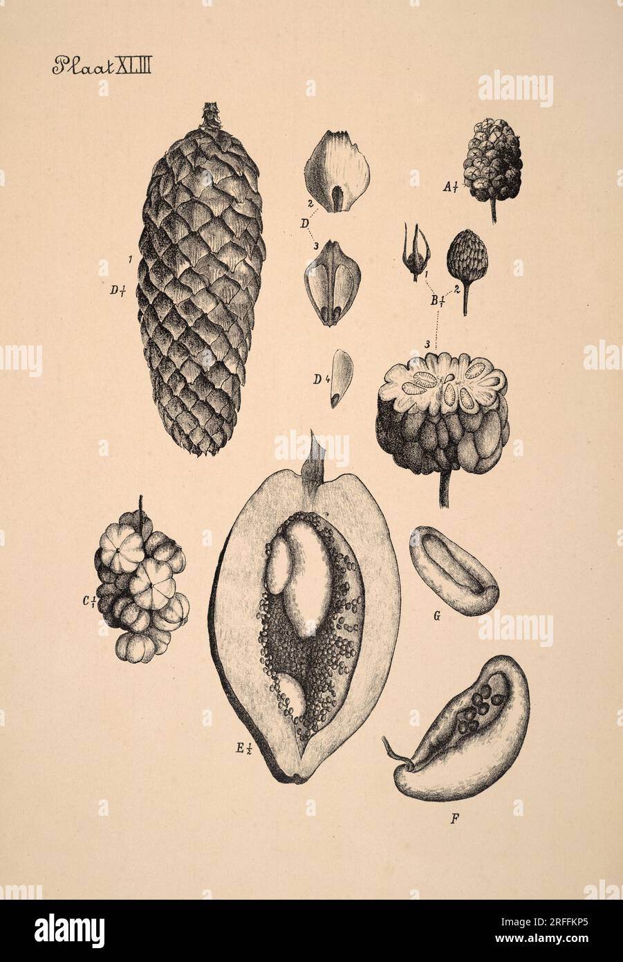 19th-century Dutch botanical illustration: Intricately detailed ink ...