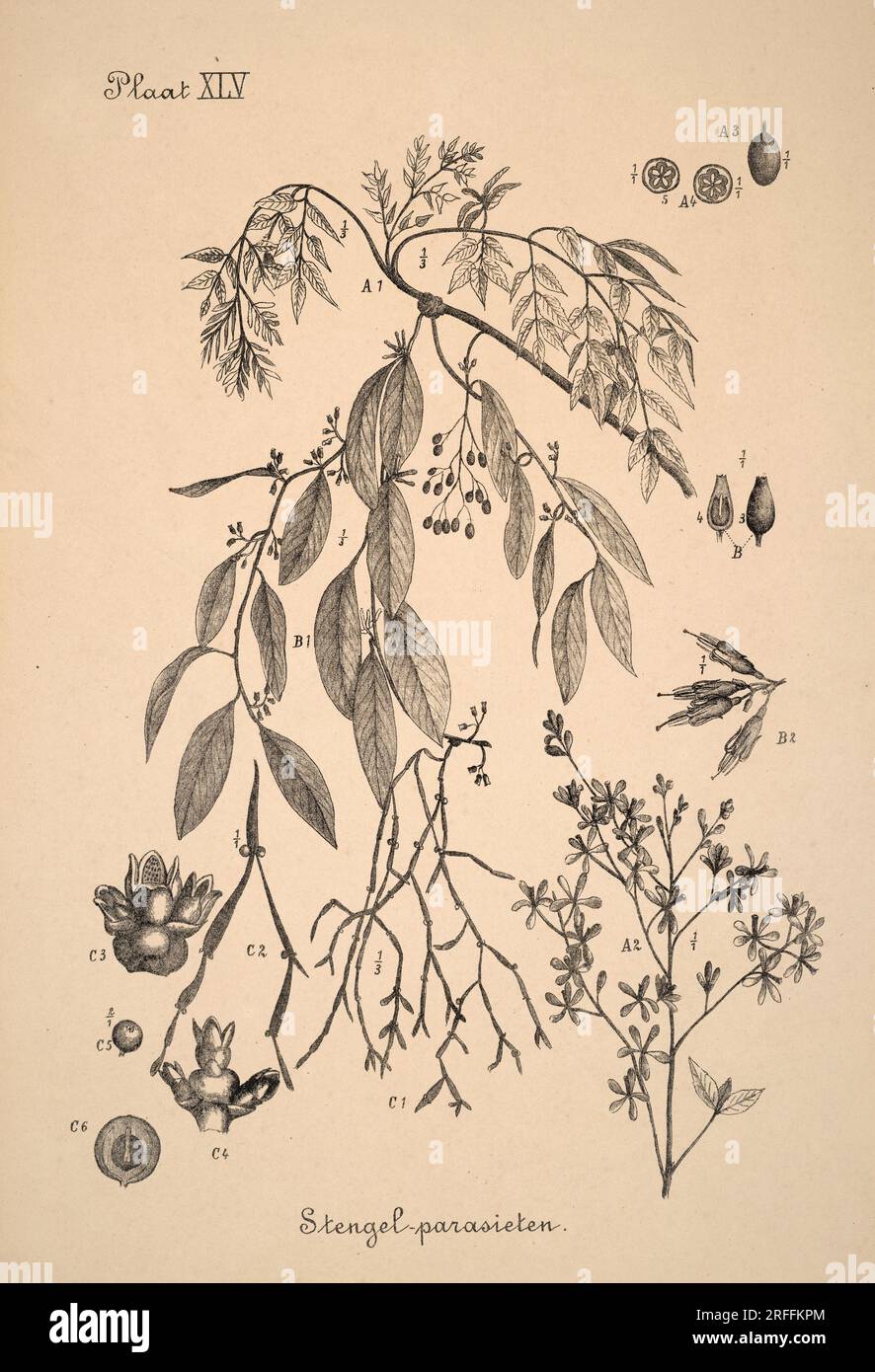 19th-century Dutch botanical illustration: Intricately detailed ink ...