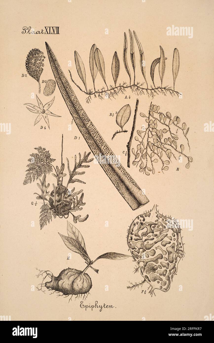 19th-century Dutch botanical illustration: Intricately detailed ink ...