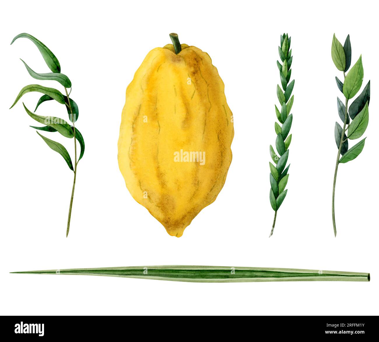 Sukkot plants illustration set of traditional symbols. Four species ...
