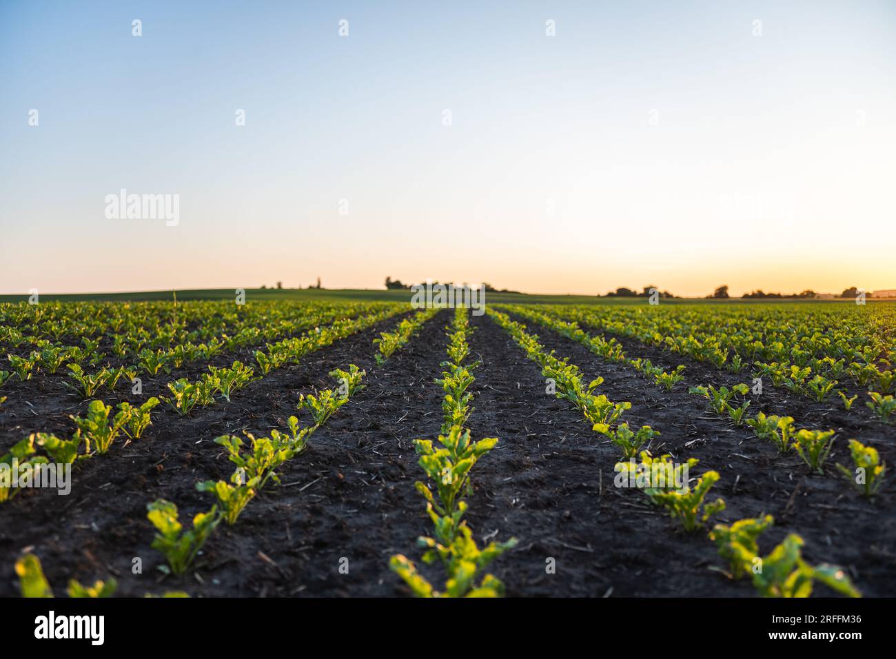 Green young beetroot plants growing in a soil on agricultural field in ...