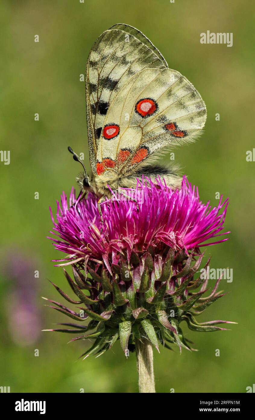 Parnassius apollon hi-res stock photography and images - Alamy